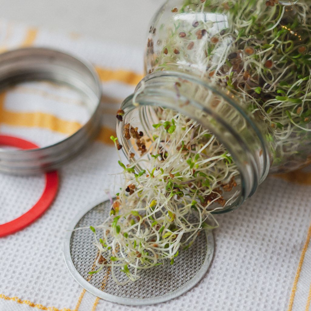 Sprouting Starter Kit | Sprout Growing Kit | Glass Jars & Bottles ...